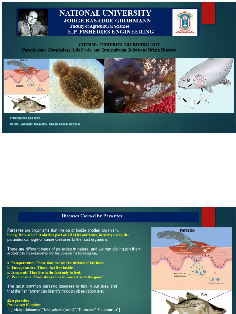 CLASS 13 Parasitology Morphology, Life Cycle, Main Parasitic Groups in ...