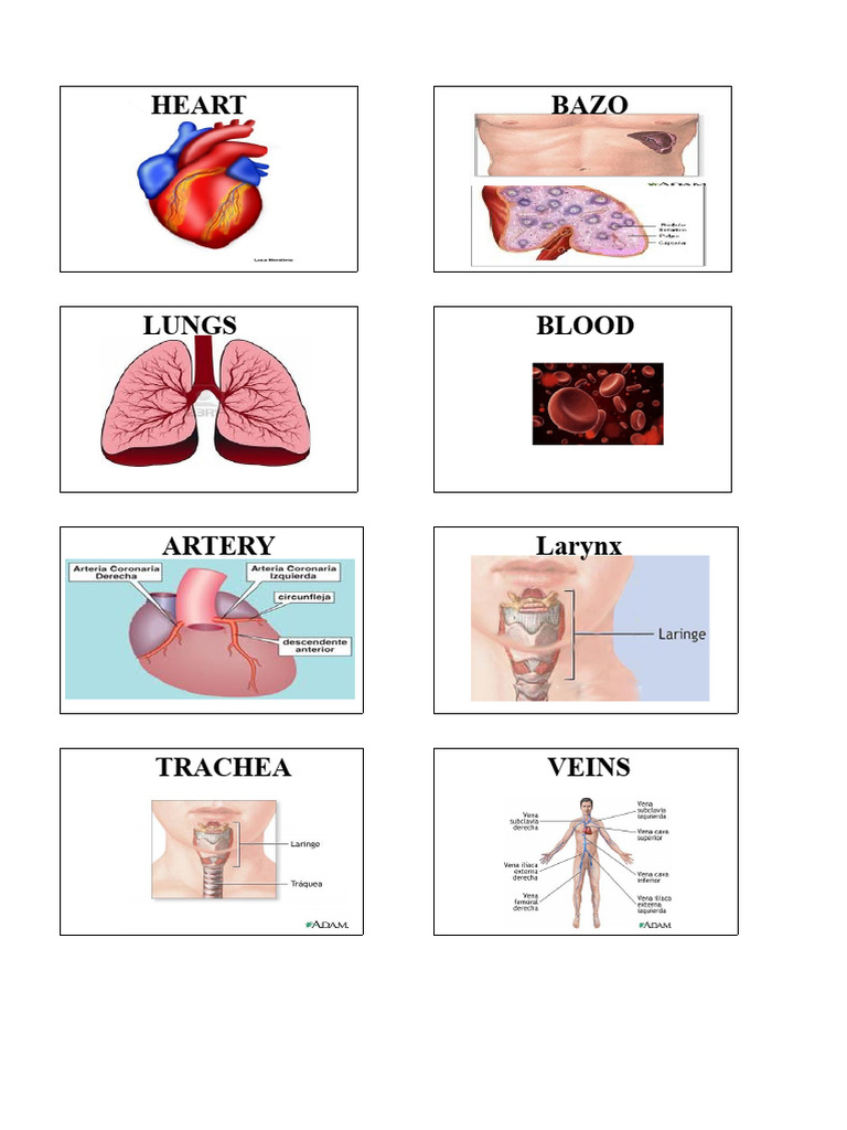 Memory Game of Organs and Body Parts | PDF | Menstrual Cycle | Human Body