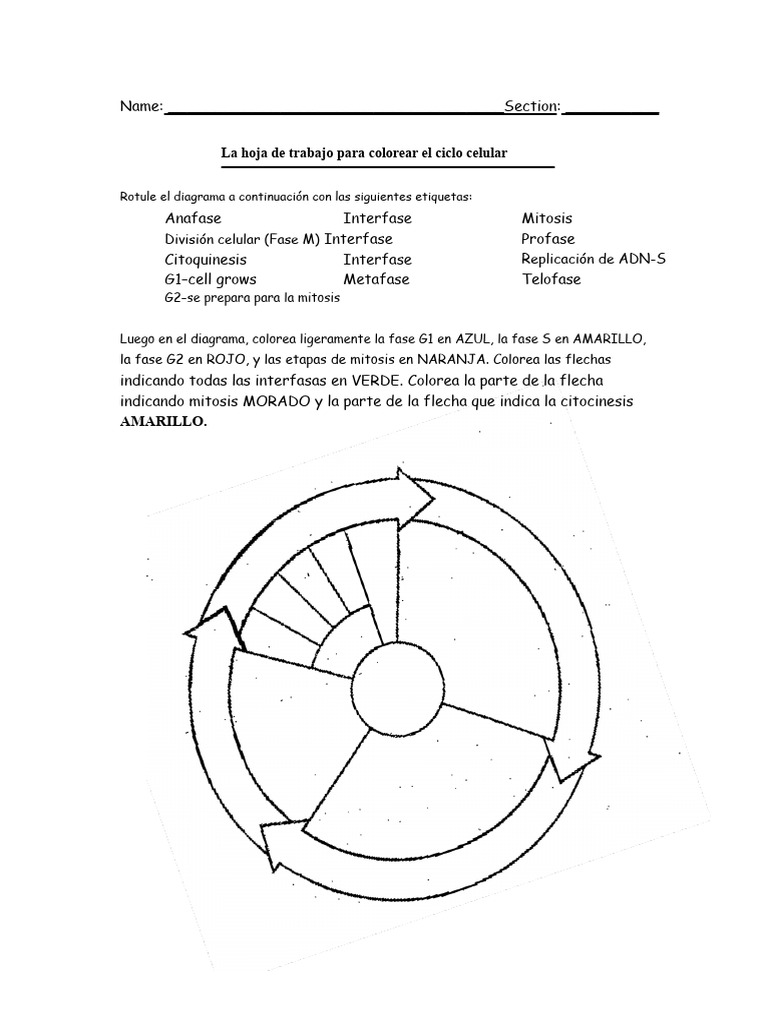 Hoja de Trabajo: Ciclo Celular y Mitosis | PDF