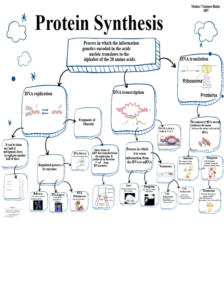 Graphic Organizer Protein Synthesis | PDF | Translation (Biology) | Rna