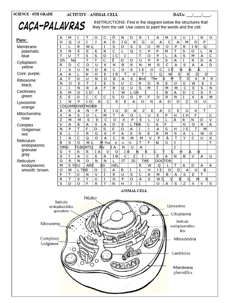 Word Search Activity Animal Cell | PDF | Cell (Biology) | Cell Membrane