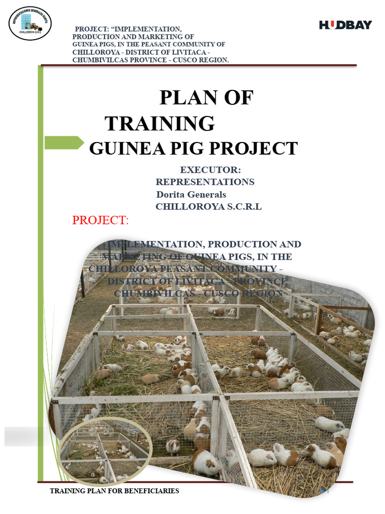 Guinea Pig Project Training Plan | PDF | Guinea Pig | Agriculture