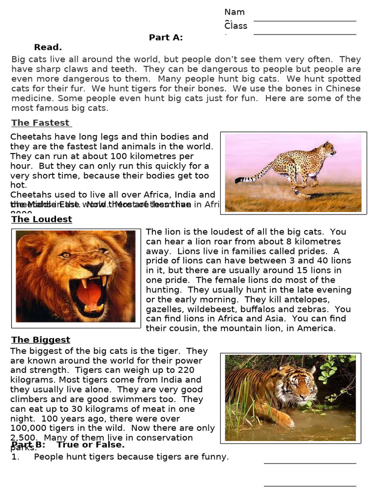 Big Cats Reading Comprehension Exercises 24504 | PDF | Lion | Tiger