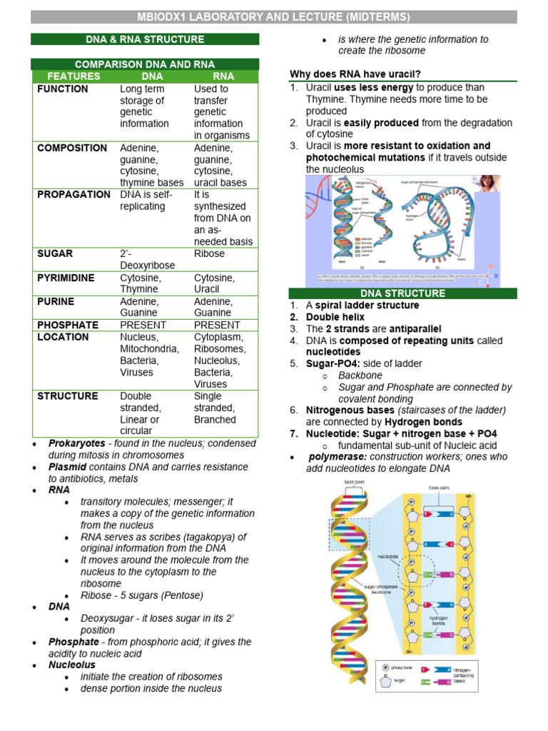 DNA and RNA Structure Comparison | PDF | Dna Replication | Rna