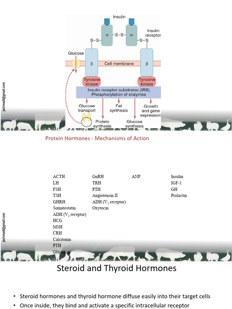 01 Hormon Biochemistry-19-32 | PDF | Hormone | Luteinizing Hormone