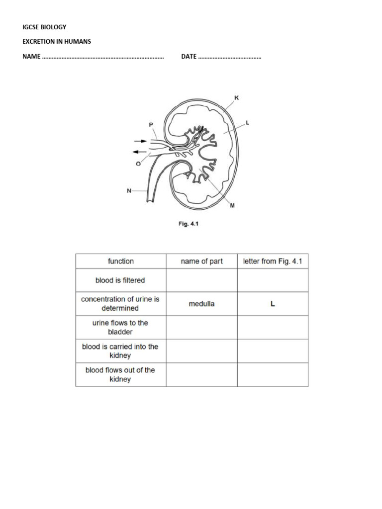 Excretion | PDF