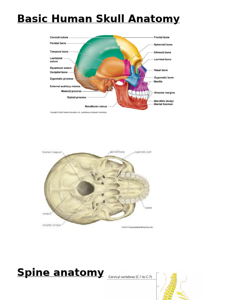 Basic Human Skull Anatomy | PDF