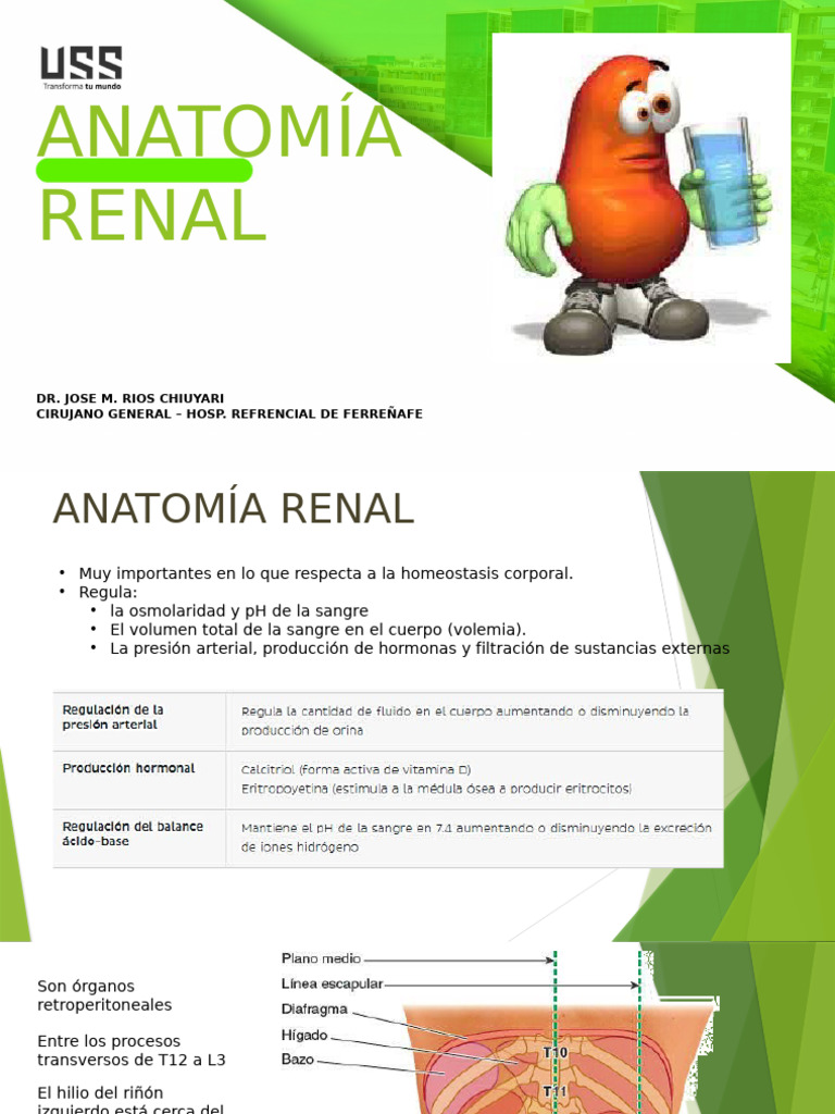 Anatomía Renal | PDF | Riñón | Abdomen
