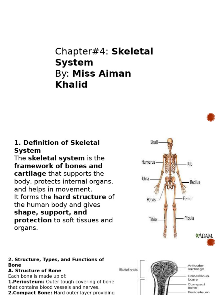 Skeletal System | PDF | Bone | Skeleton