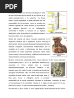 Anatomía del Plexo Cervical | PDF | Sistema nervioso | Anatomía humana
