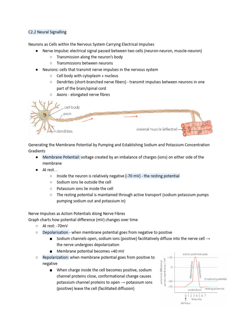 neural signalling c2.2 | PDF | Action Potential | Chemical Synapse