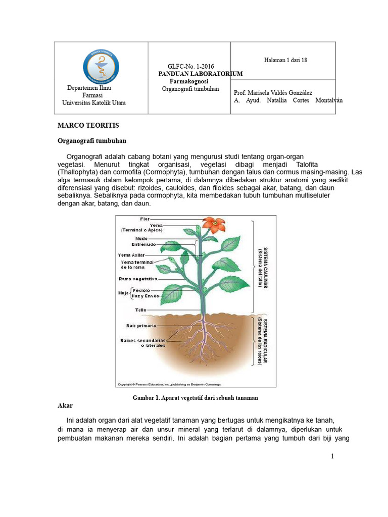 Panduan Organografi Tumbuhan | PDF