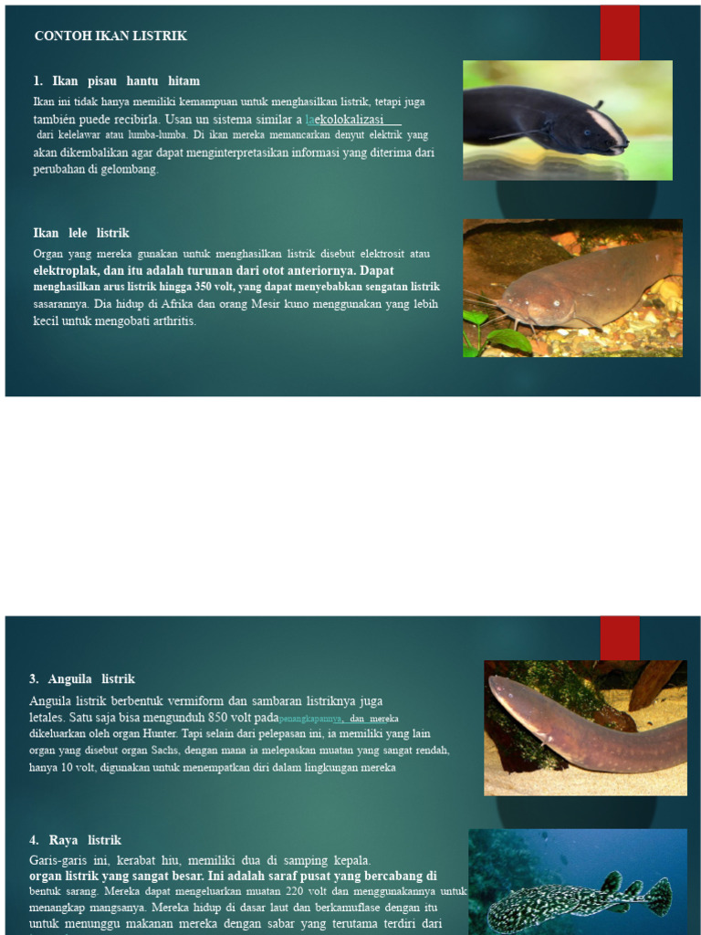Ikan Listrik | PDF