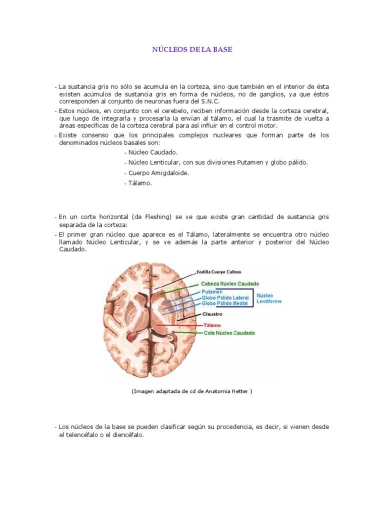 Funciones y Estructura de los Núcleos Basales | PDF | Ganglios basales ...