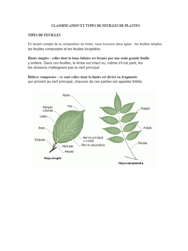 Types et Classification des Feuilles de Plantes | PDF