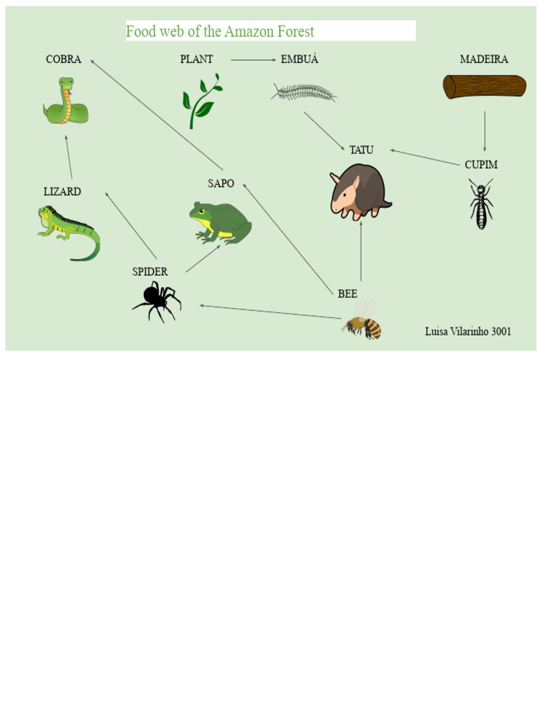 Food Web of The Amazon Rainforest | PDF