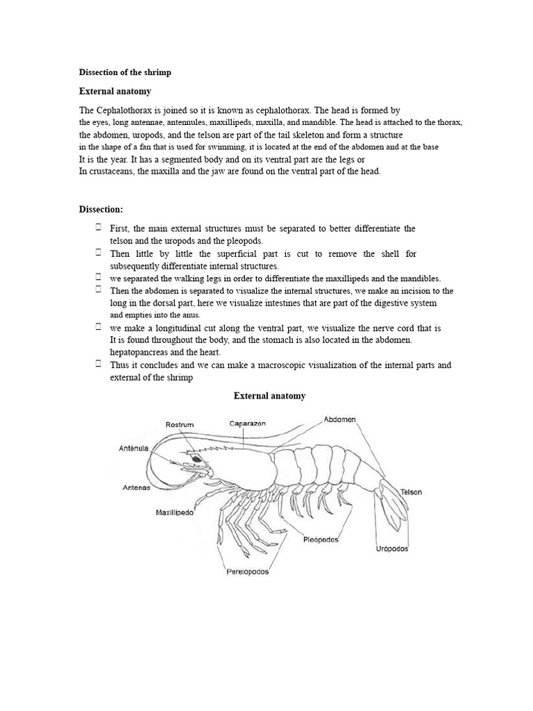 Shrimp Dissection Guide: Anatomy Overview | PDF