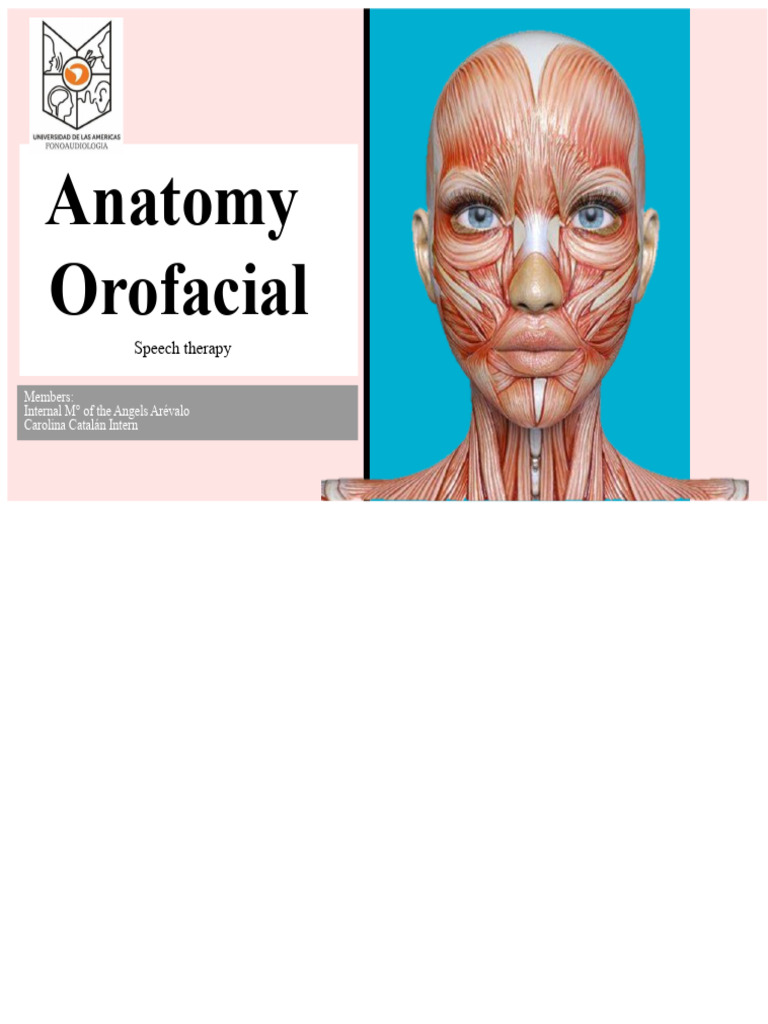 Orofacial Muscles and Innervation | PDF | Vertebra | Human Nose