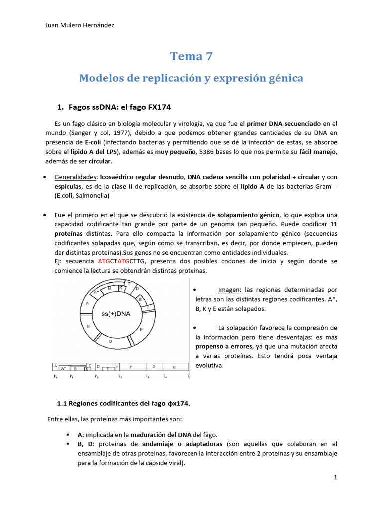 Replicación y expresión del fago φx174 | PDF | Bacteriófago | Adn