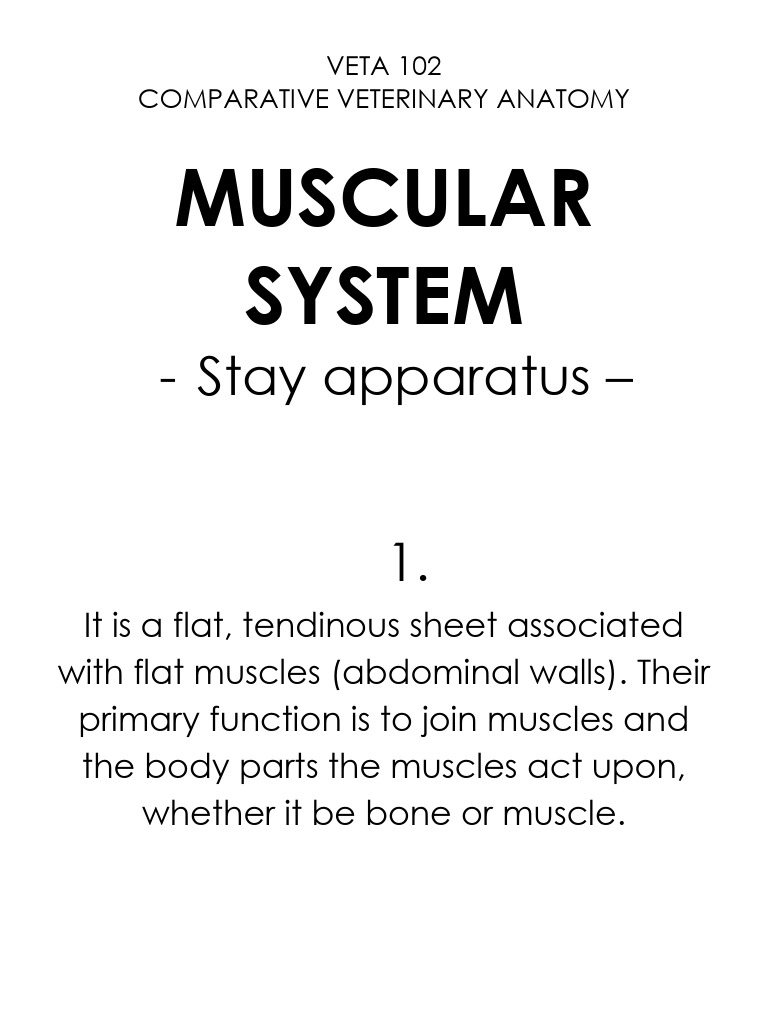 Comparative Veterinary Anatomy Muscular System Flashcards | PDF ...