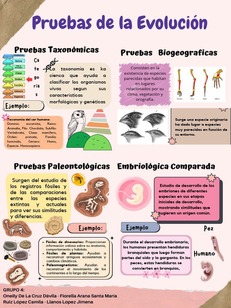 Pruebas de La Evolución | PDF | Evolución | Humano