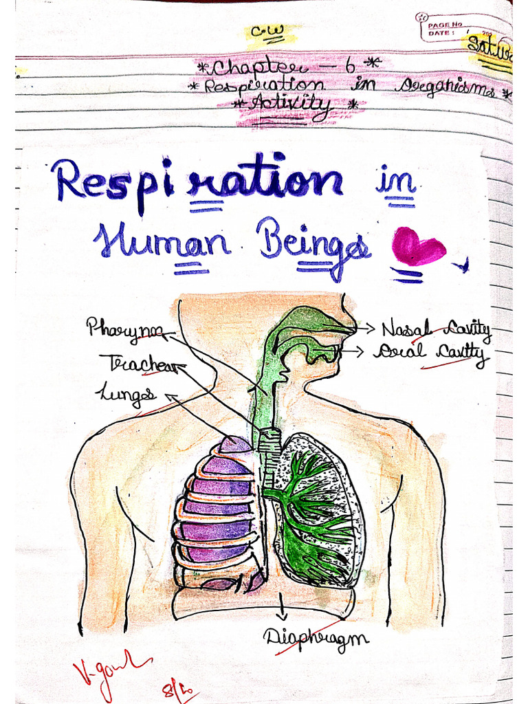 Class 7th Chapter - 6,7 Ques - Ans | PDF