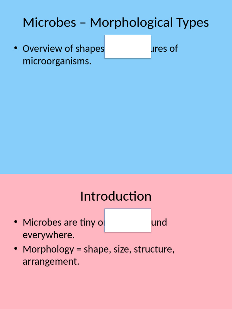 Microbes Morphological Types Colorful With Diagrams | PDF