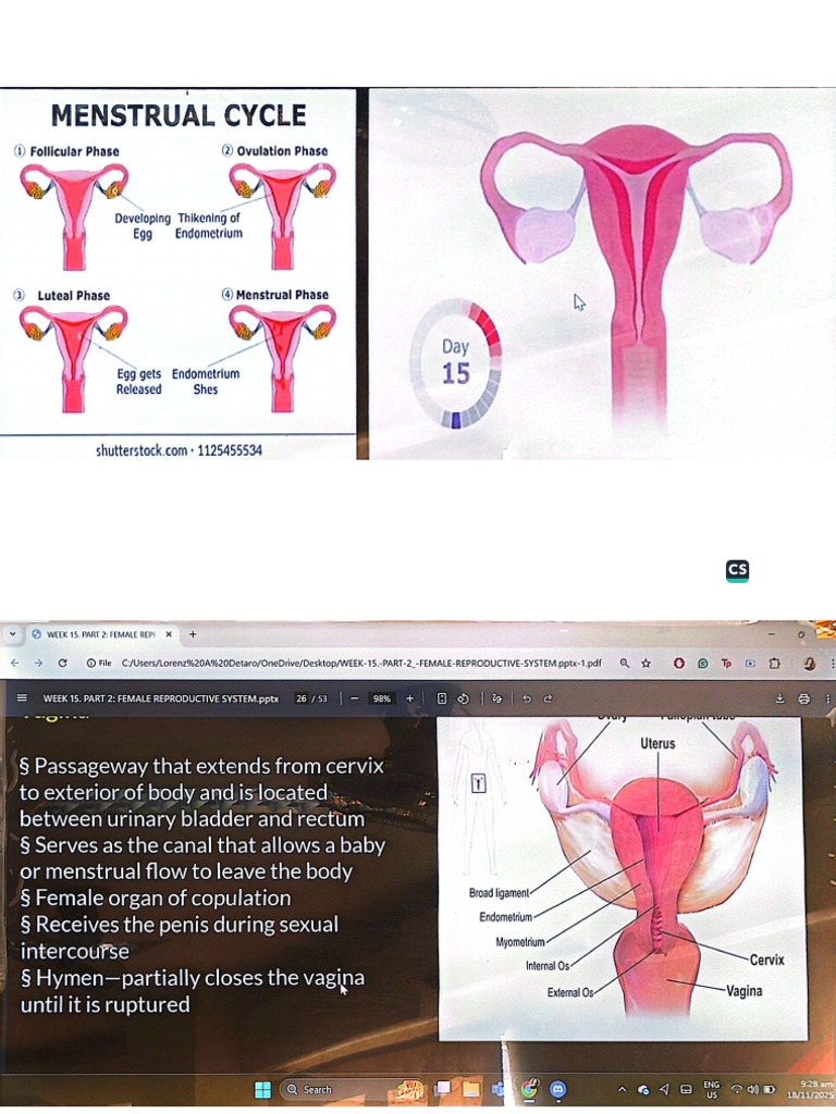 Female Reproductive System Part 2 | PDF