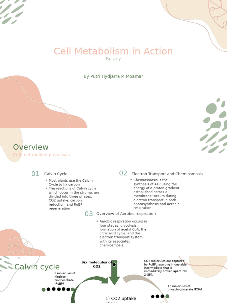 Understanding Plant Cell Metabolism | PDF | Cellular Respiration ...