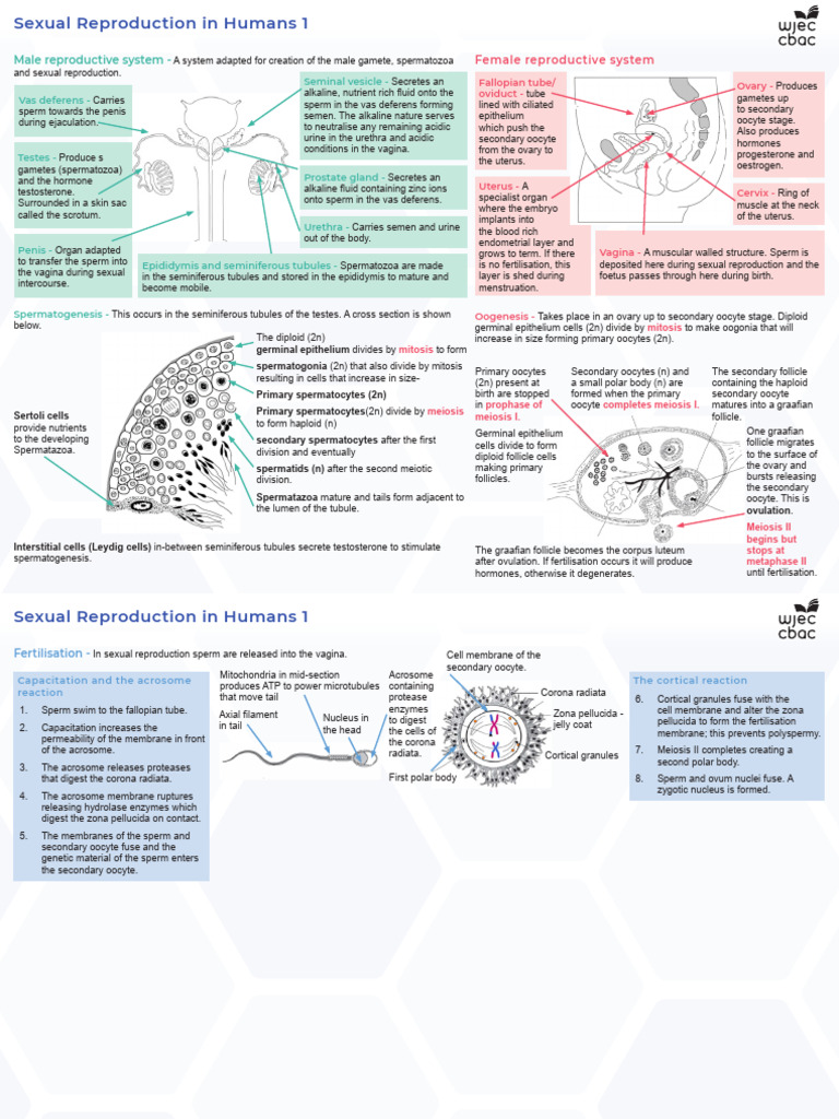 Sexual Reproduction in Humans 2 | PDF | Menstrual Cycle | Luteinizing ...