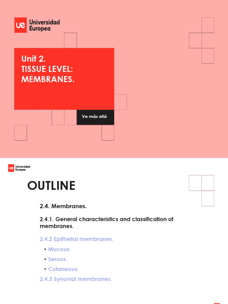 Ap I. Unit 2.4 The Tissue Level. Membranes | PDF | Epithelium | Anatomy
