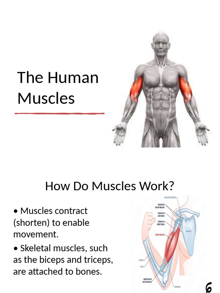 Human Muscles | PDF