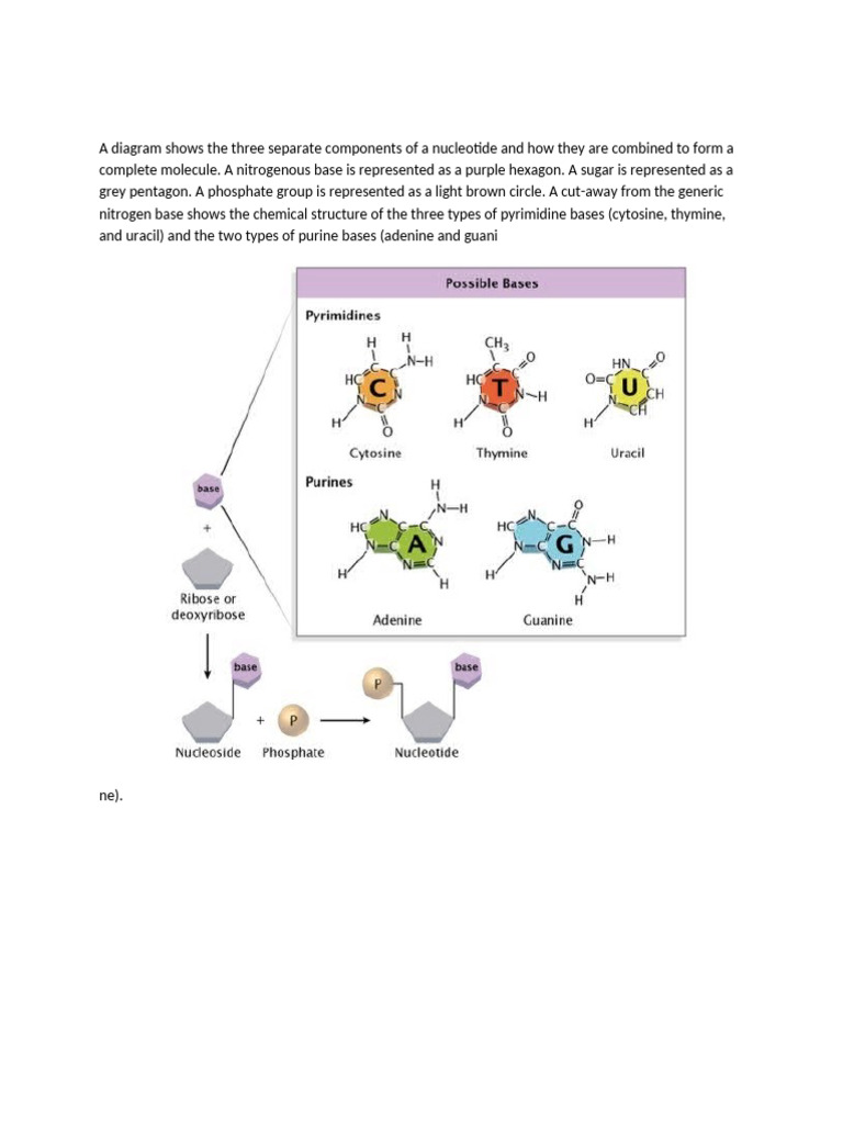 A Diagram Shows The Three Separate Components of A Nucleotide | PDF