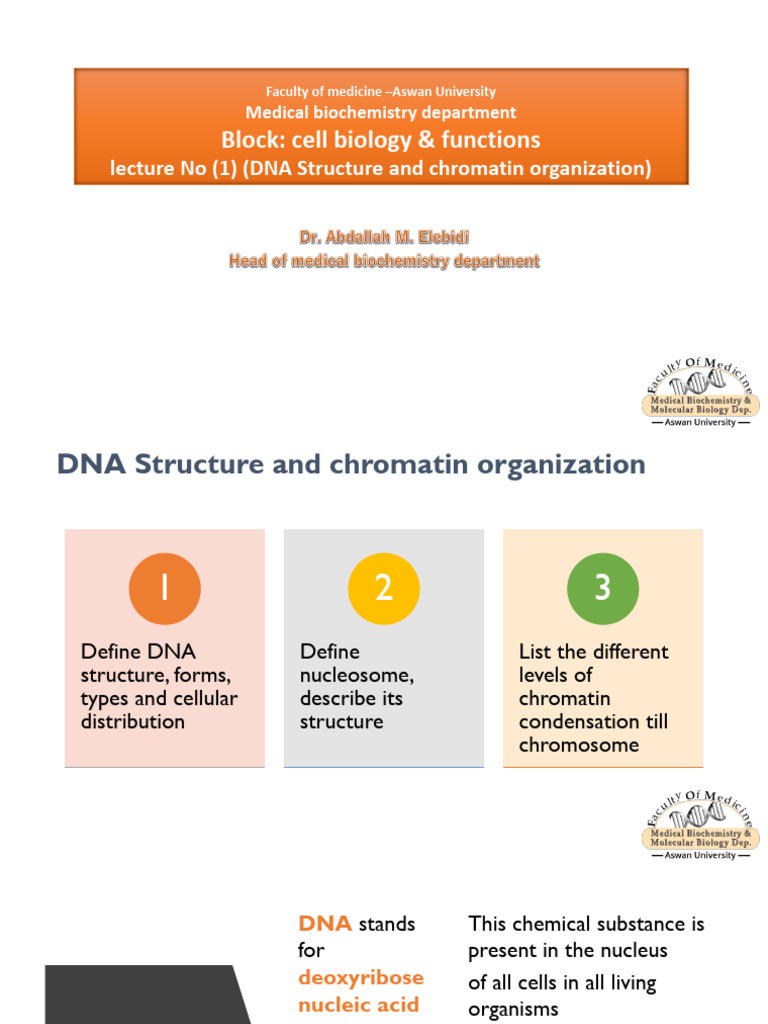 DNA Structure and Chromatin Organization | PDF | Histone | Chromatin