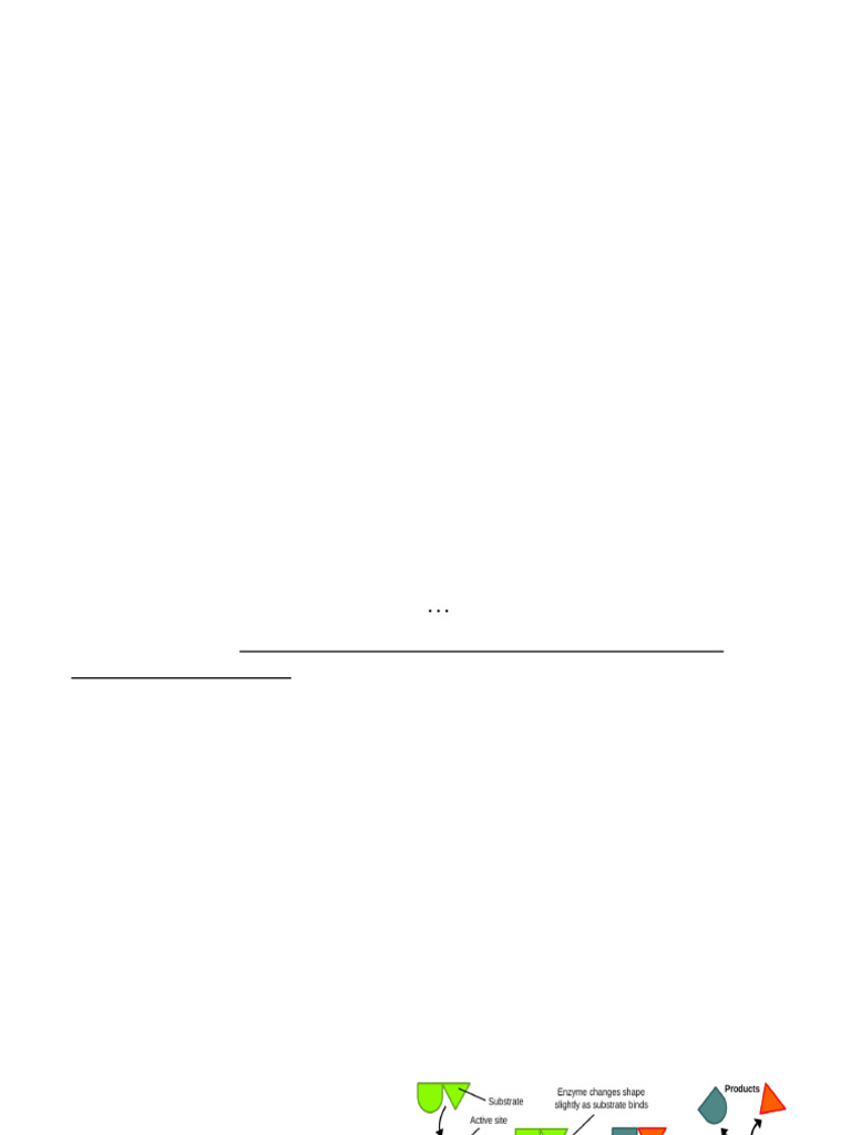 Lab 4 Powerpoint Slides (Enzymes) | PDF | Enzyme | Enzyme Inhibitor