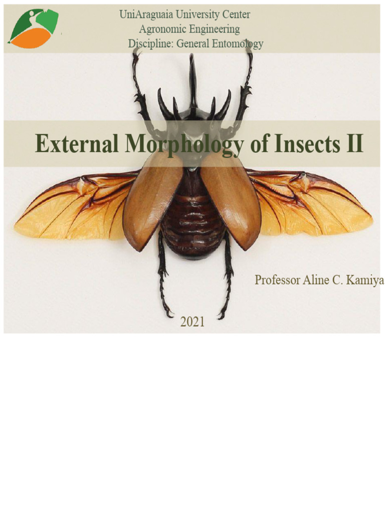 External Morphology of Insects | PDF | Thorax | Hexapoda