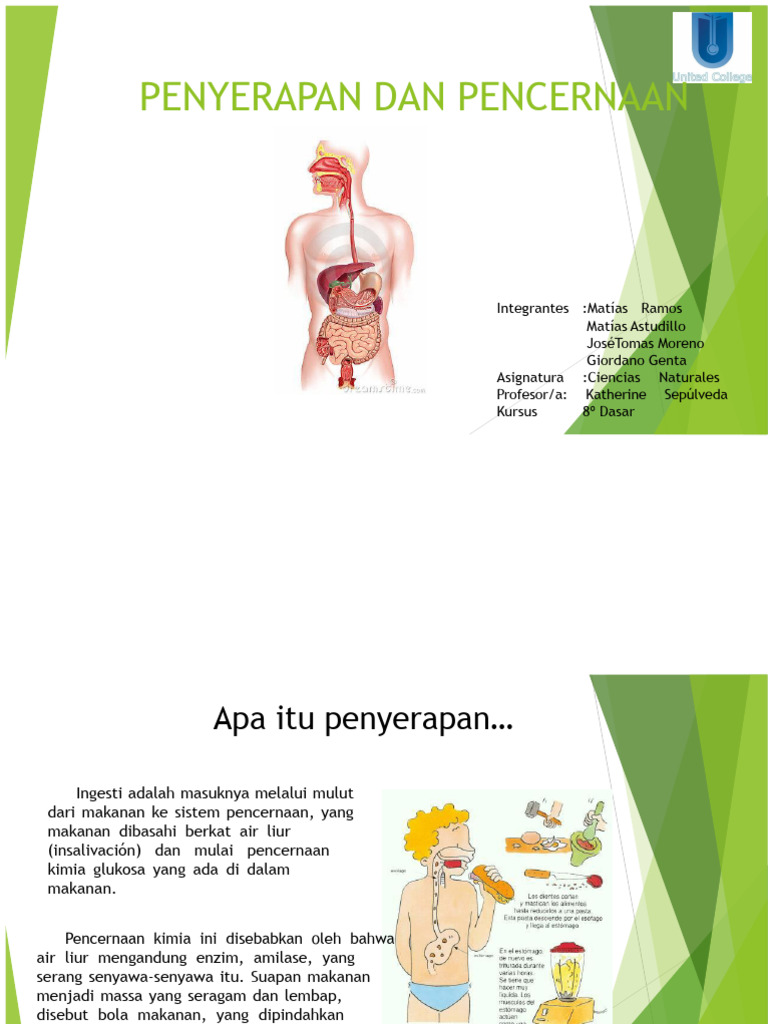 Proses Penyerapan dan Pencernaan Makanan | PDF
