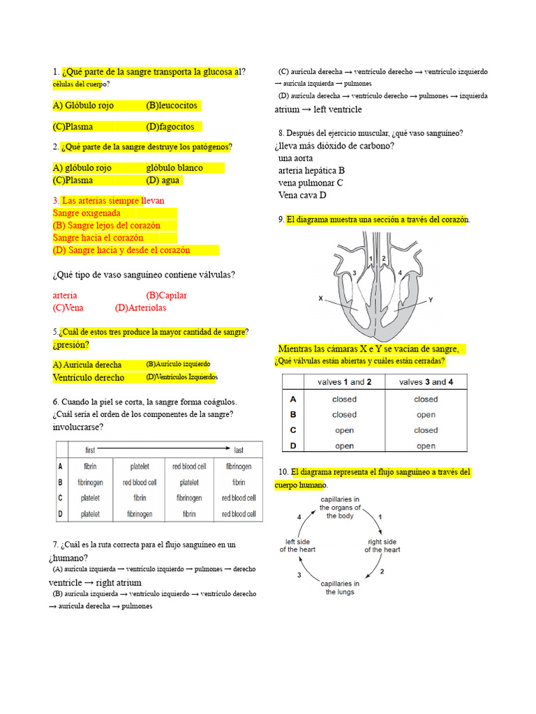 Preguntas Sobre El Sistema Circulatorio | PDF | Corazón | Sistema ...