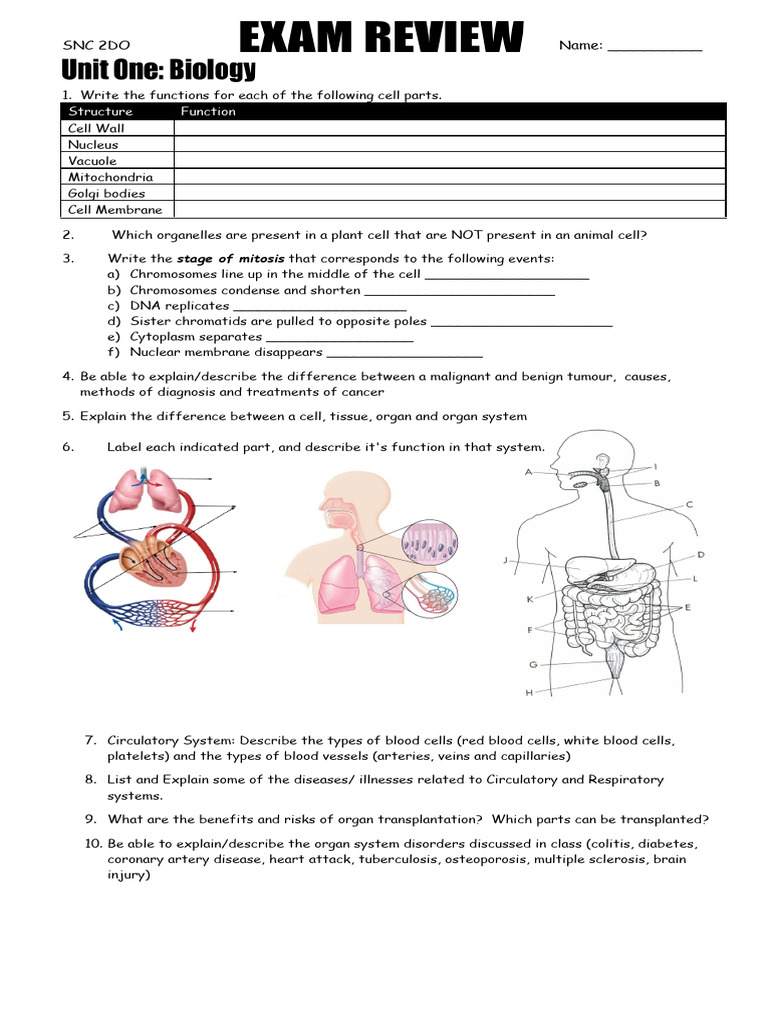 SNC2D REVIEW Exam 2025 | PDF | Cell (Biology) | Chemical Compounds