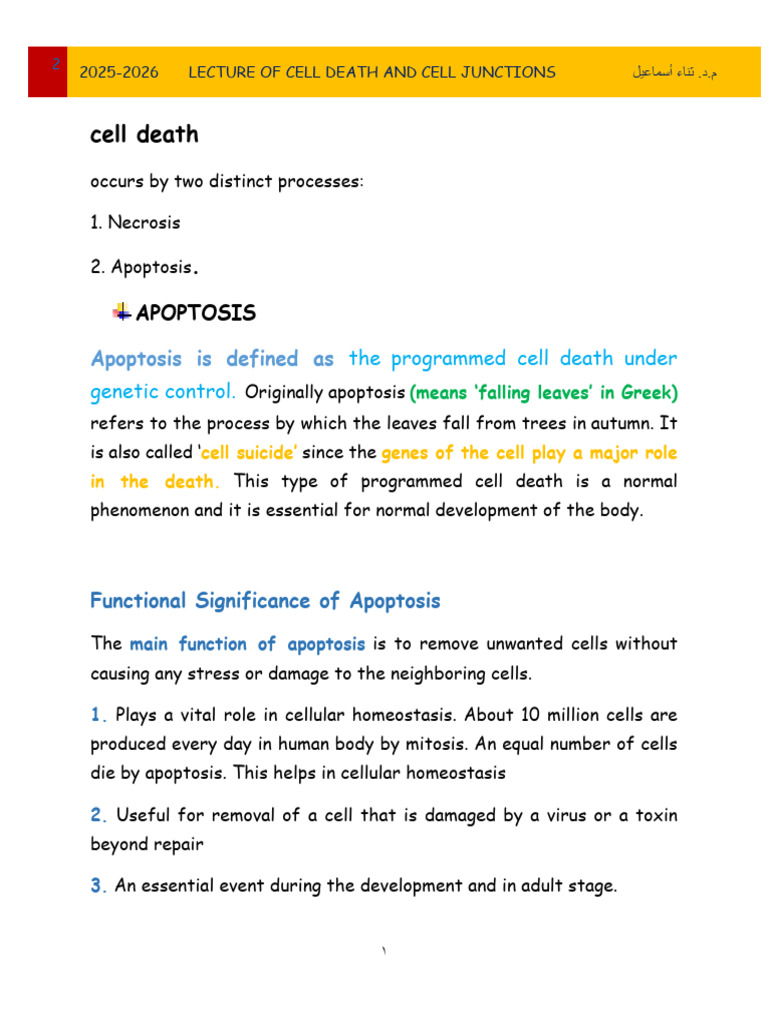 Lec 2. Cell Death and Cell Junctions | PDF | Apoptosis | Cell Membrane