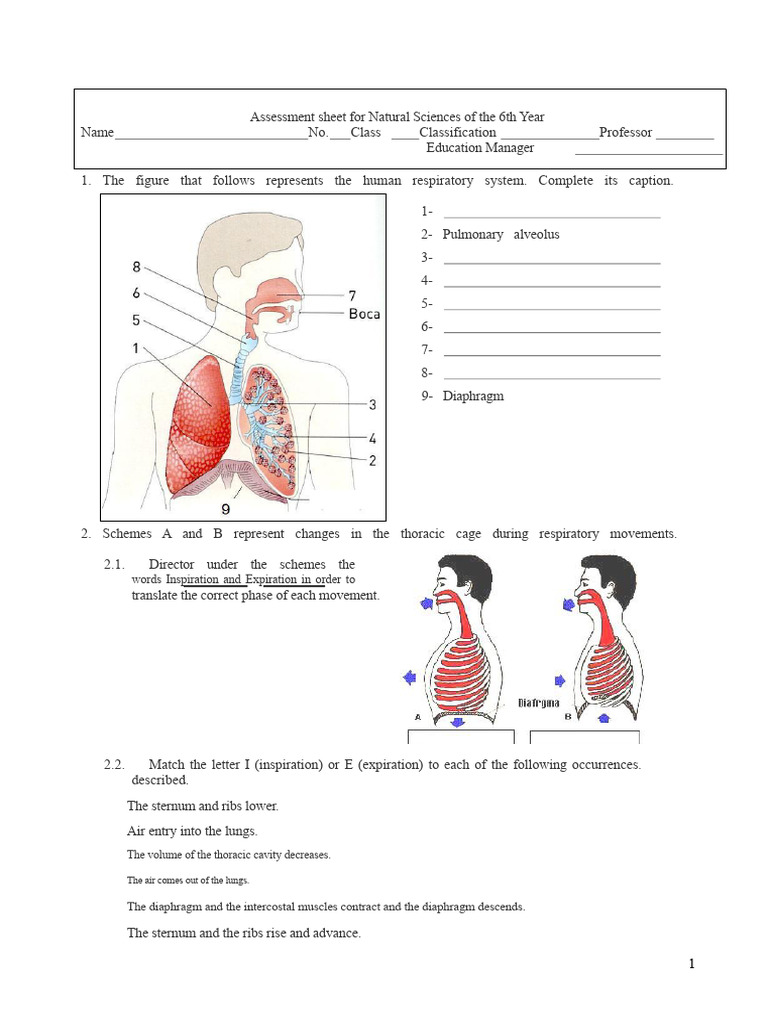 Evaluation Sheet For Natural Sciences of The 6th Year Respiratory ...