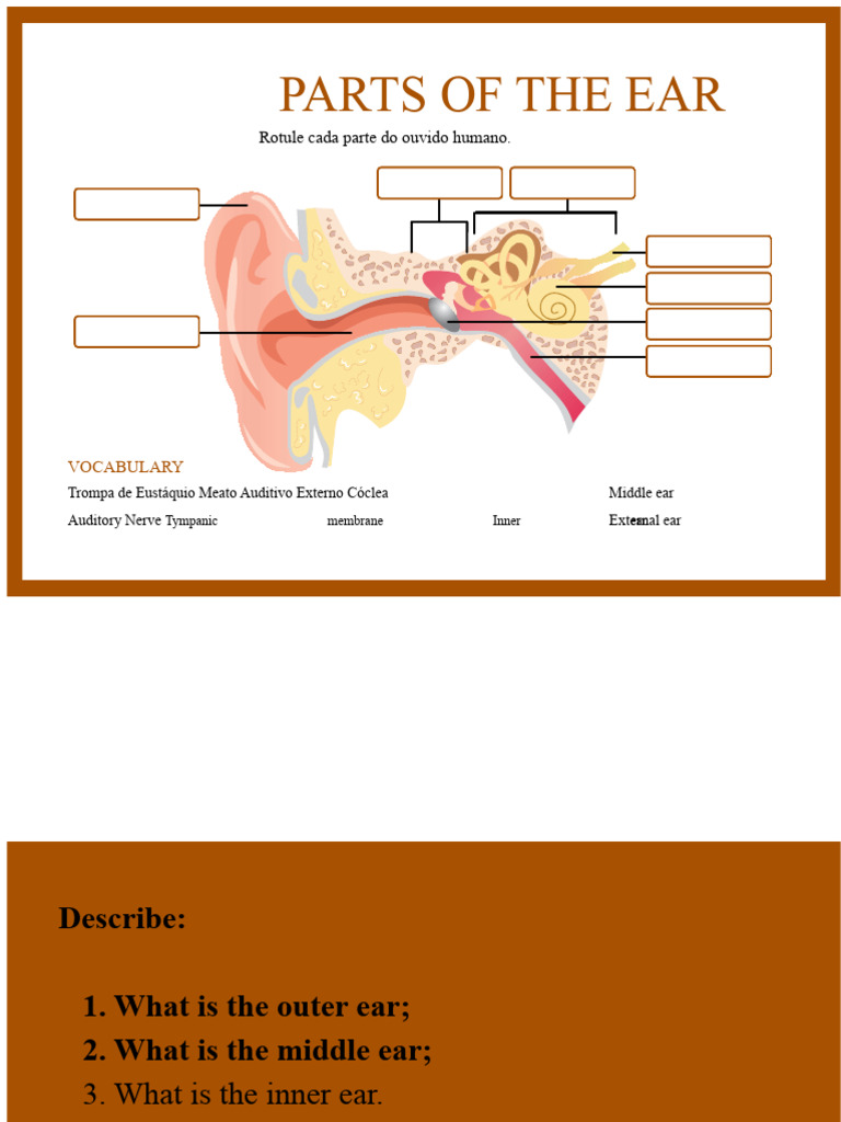 Anatomy Activity Ear and Eye | PDF | Ear | Retina