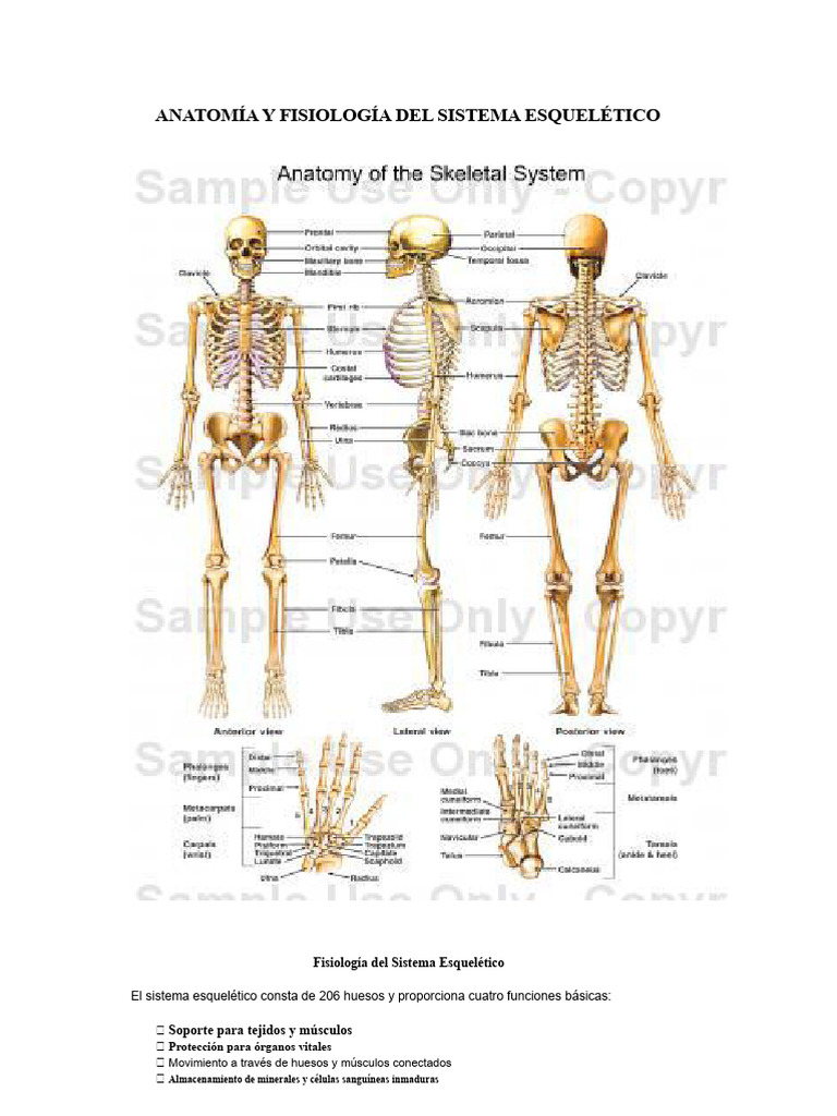 Anatomía y Fisiología Del Sistema Esquelético | PDF