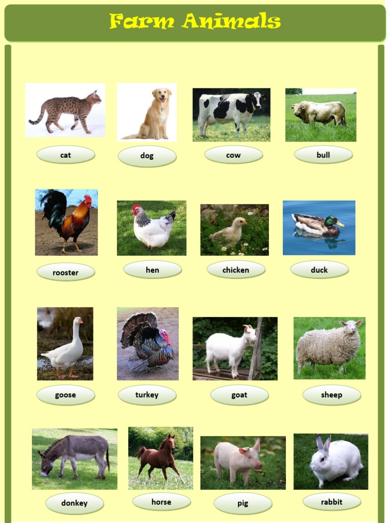 Farm Animals | PDF | Organisms | Domestication
