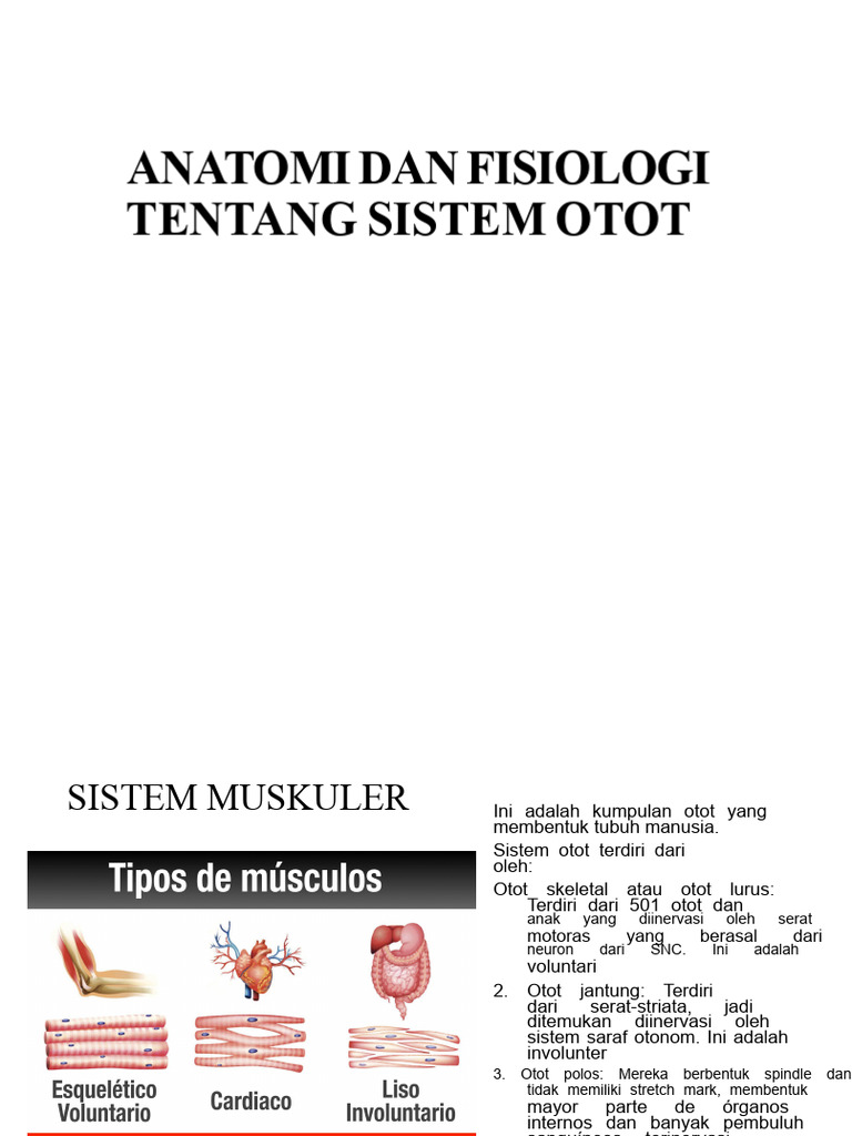 Anatomi Dan Fisiologi Sistem Otot | PDF