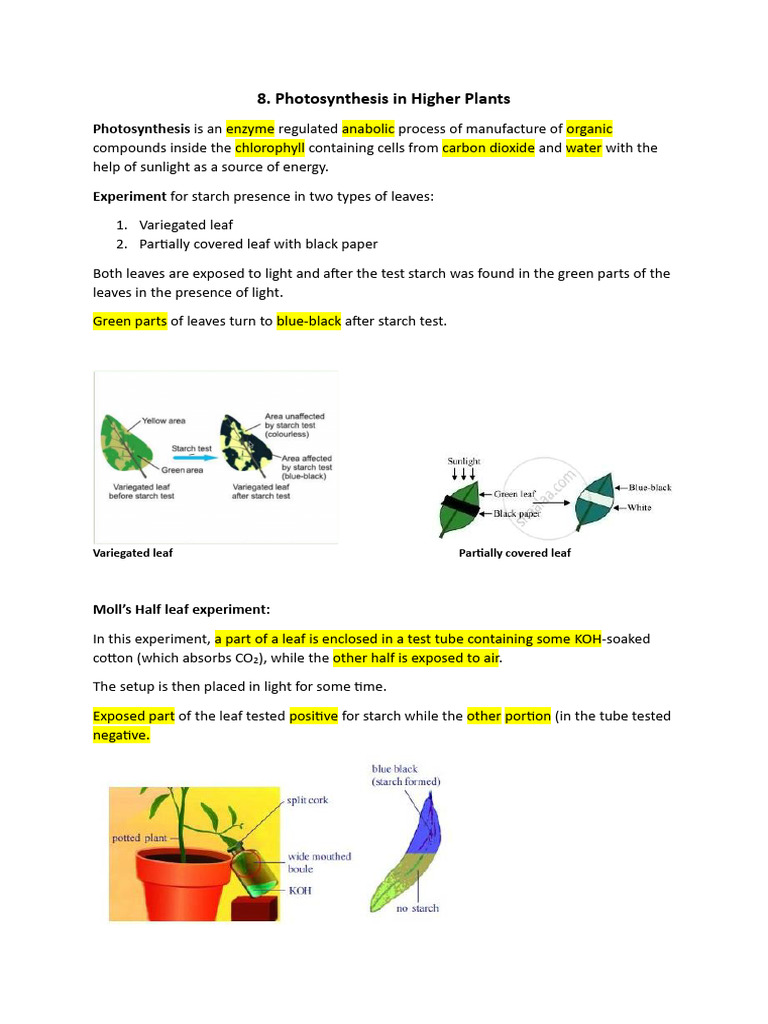 8.photosynthesis in Plants | PDF | Photosynthesis | Chlorophyll