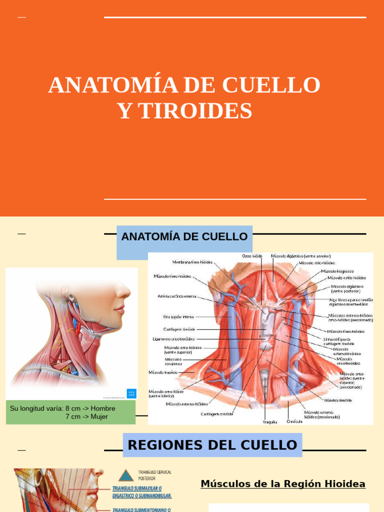 Anatomía de Cuello y Tiroides | PDF