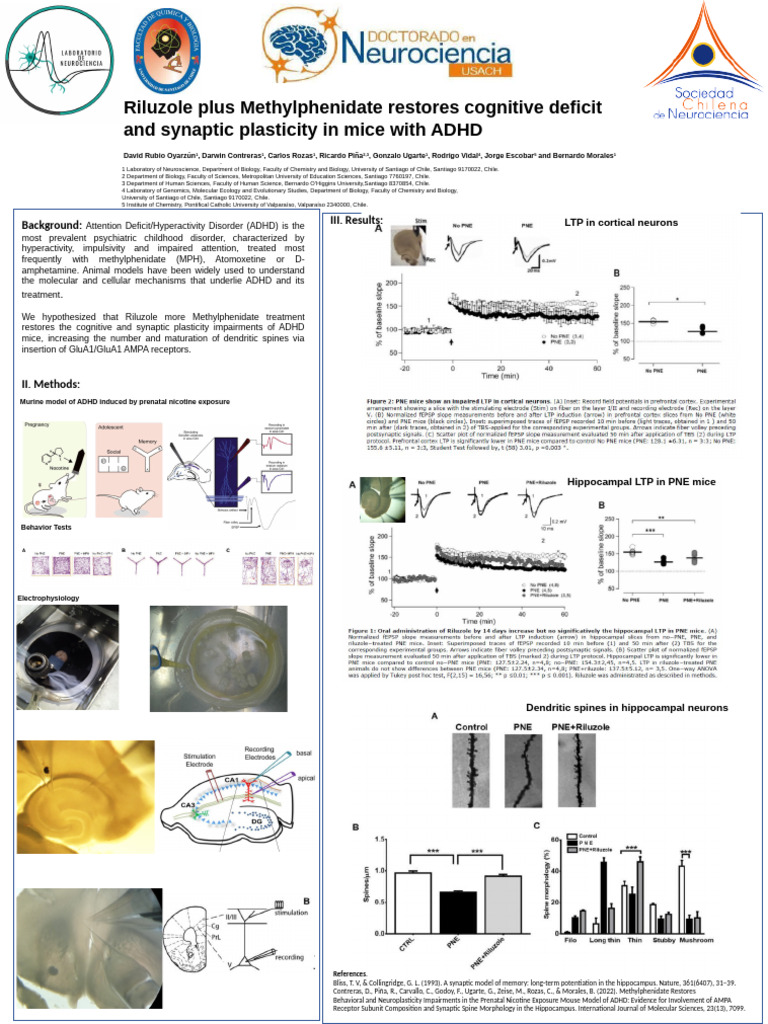 Poster Sochneuro2024 David | PDF | Long Term Potentiation | Attention ...