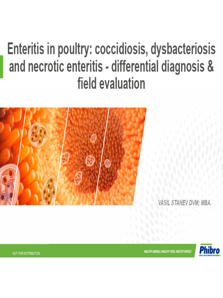 Enteritis in Poultry - Coccidiosis, Dysbacteriosis and Necrotic ...