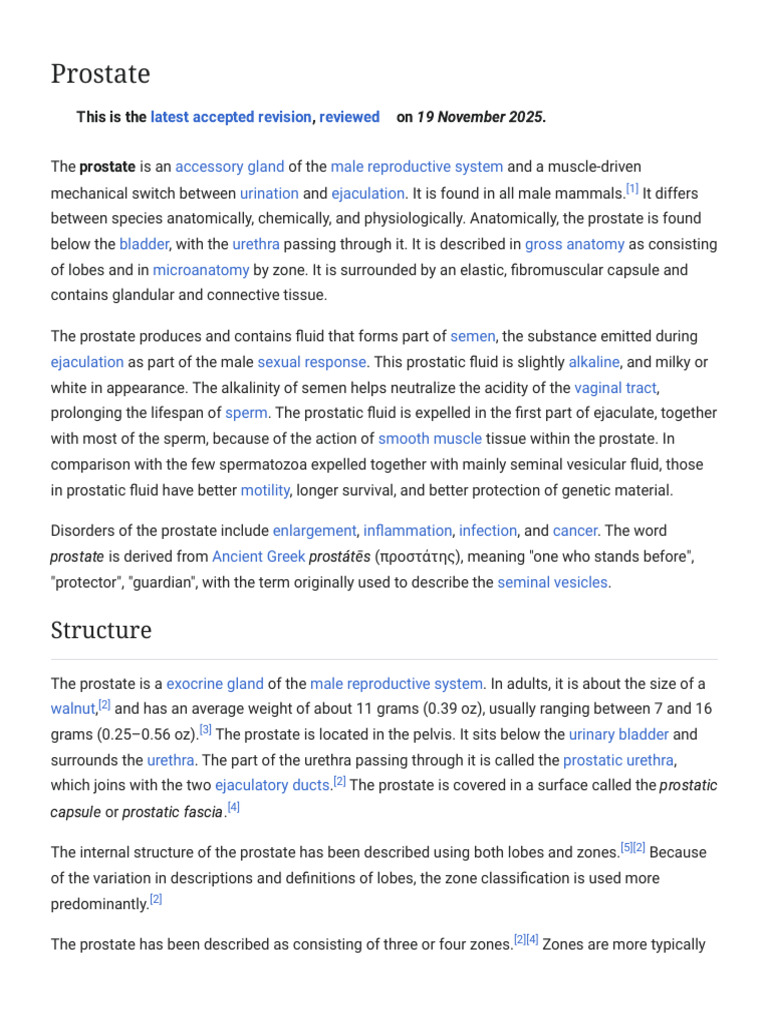 Prostate - Wikipedia | PDF | Prostate | Urology